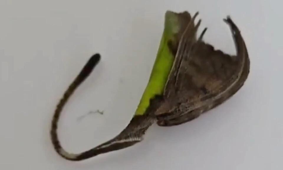 Tiny spider looks exactly like a curled dead leaf hanging from silk in ...