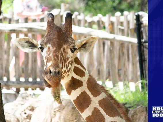 Giraffe dies at Dallas Zoo following injury