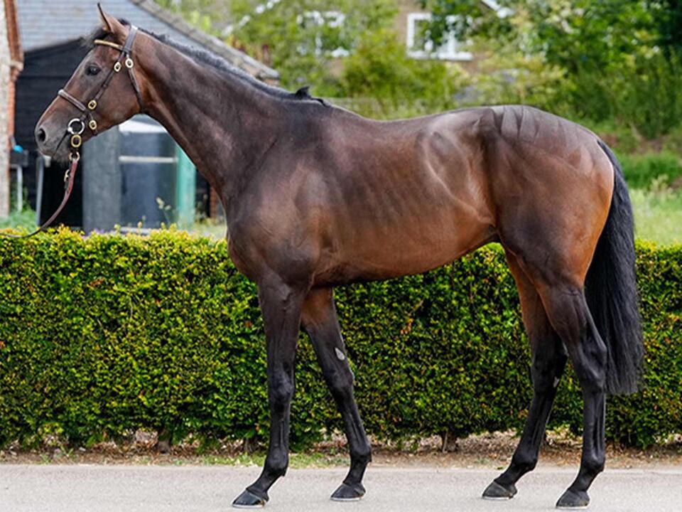 Gassim Ghazali Buys Gulf Legend At Tattersalls Online