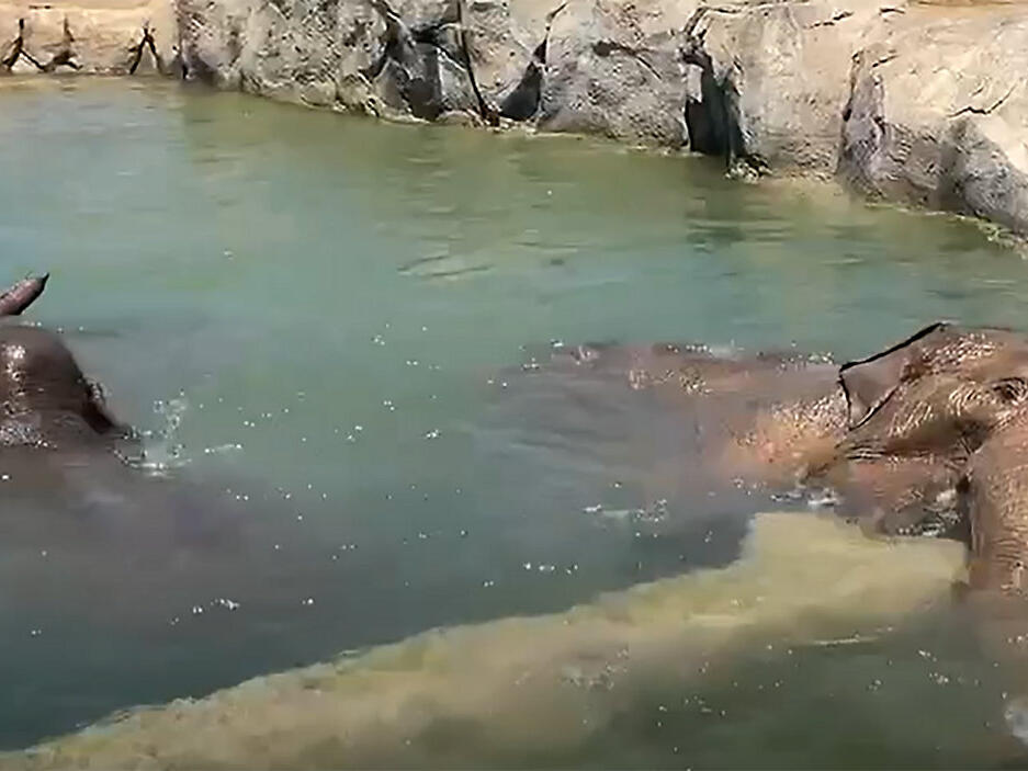 Ice blocks, sprinklers and pools: Ohio zoos care for animals during ...