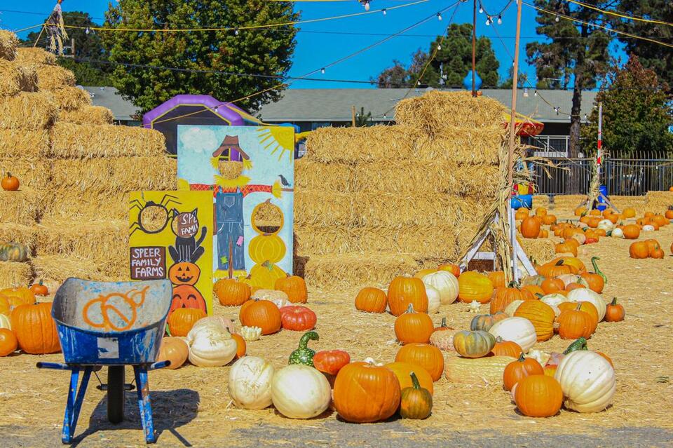 Where to Find the Best Pumpkin Patch in Illinois - NewsBreak