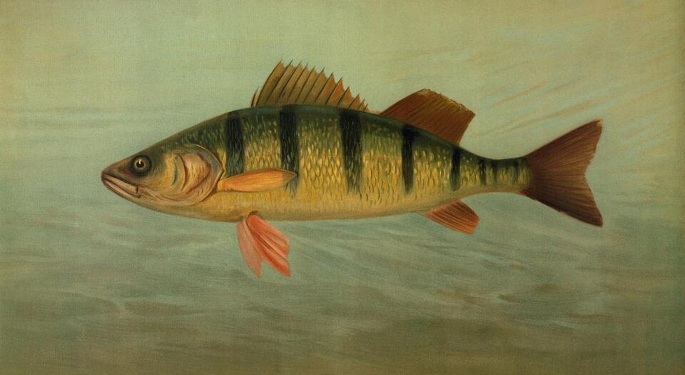 Set The Hook On 4 MN Fish Other Than Walleye This Weekend - NewsBreak