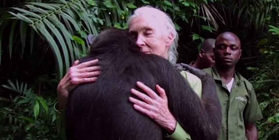 A Chimpanzee Gives Jane Goodall a Hug Goodbye - NewsBreak