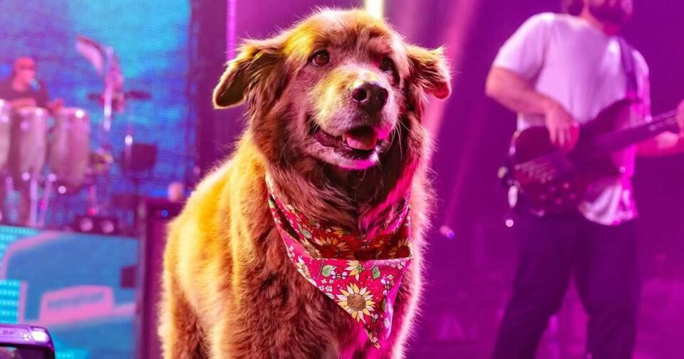 Cocoa The Tour Dog, Beloved Mascot Of Reggae Band Stick Figure, Passes ...