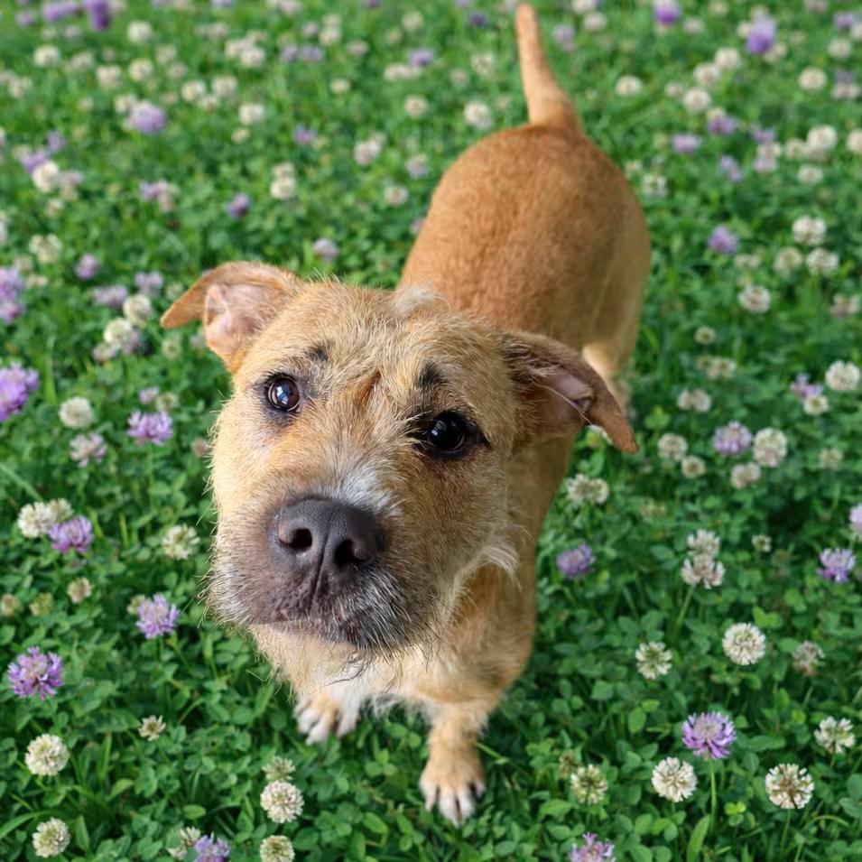 🐶 Playful & Loving Dogs Ready for Adoption in Eastford, CT - NewsBreak