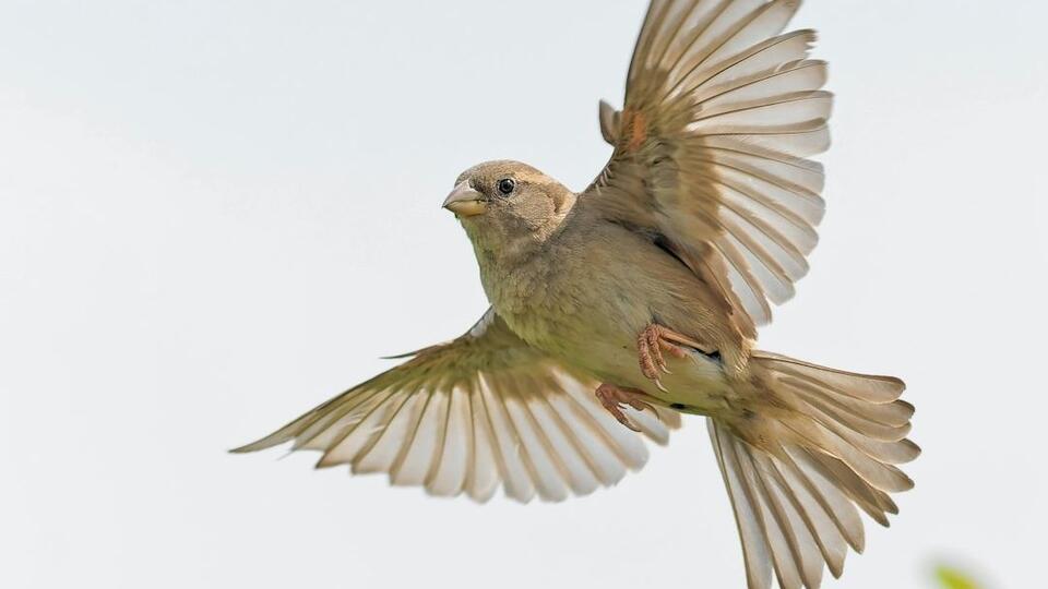 What Bird Matches Your Zodiac Sign’s Freedom Style - NewsBreak