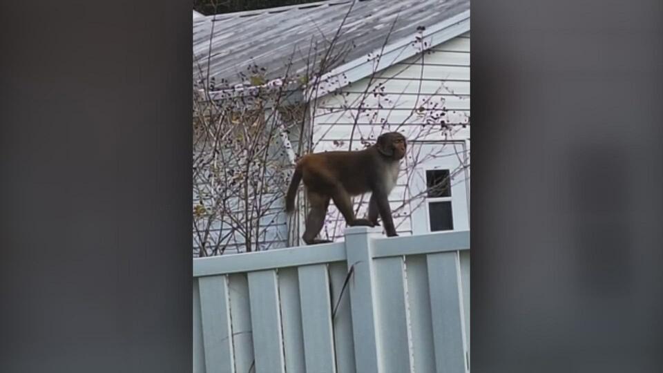 Police send memo following upsurge in monkey sightings in Florida ...