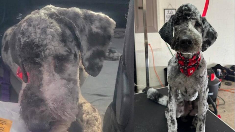 Florida lovely Goldendoodle seeks forever home and love after the ...