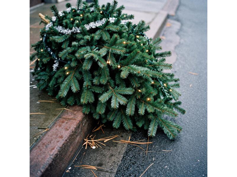 SMUD Partners with Cub Scouts to Recycle Christmas Trees - NewsBreak