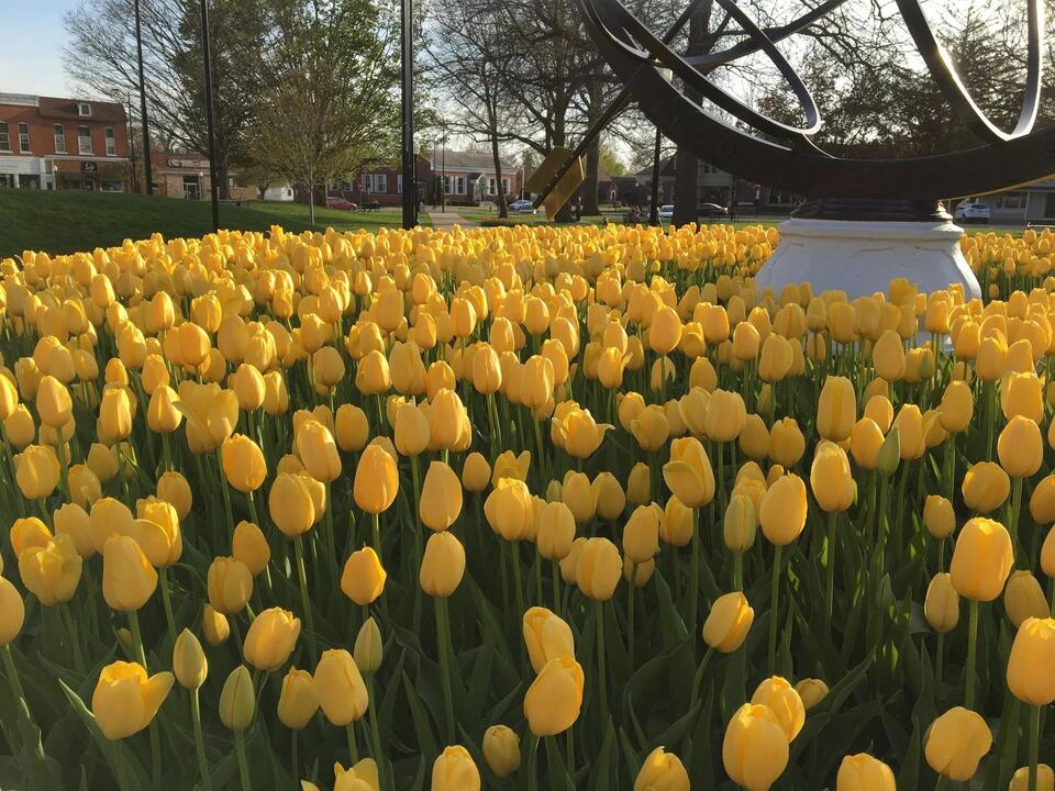 Check Out Thousands of Blooming Tulips at These Iowa Festivals This ...