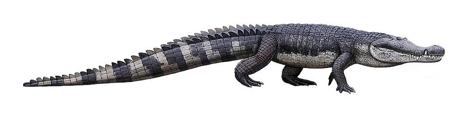 Deinosuchus: The Crocodile That Ate Dinosaurs - NewsBreak