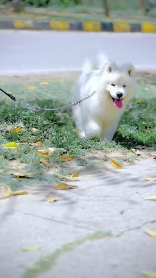 samoyed samoyed samoyedpuppy pakistan cutedog viral islamabaddogs ...