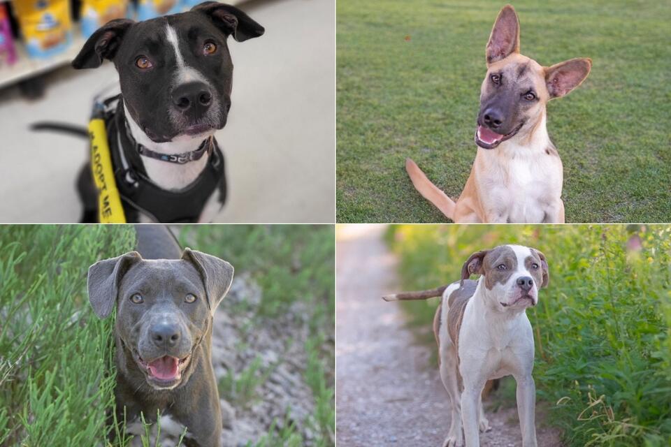 How Overcrowding Affects Abilene's Animal Shelters Today - NewsBreak