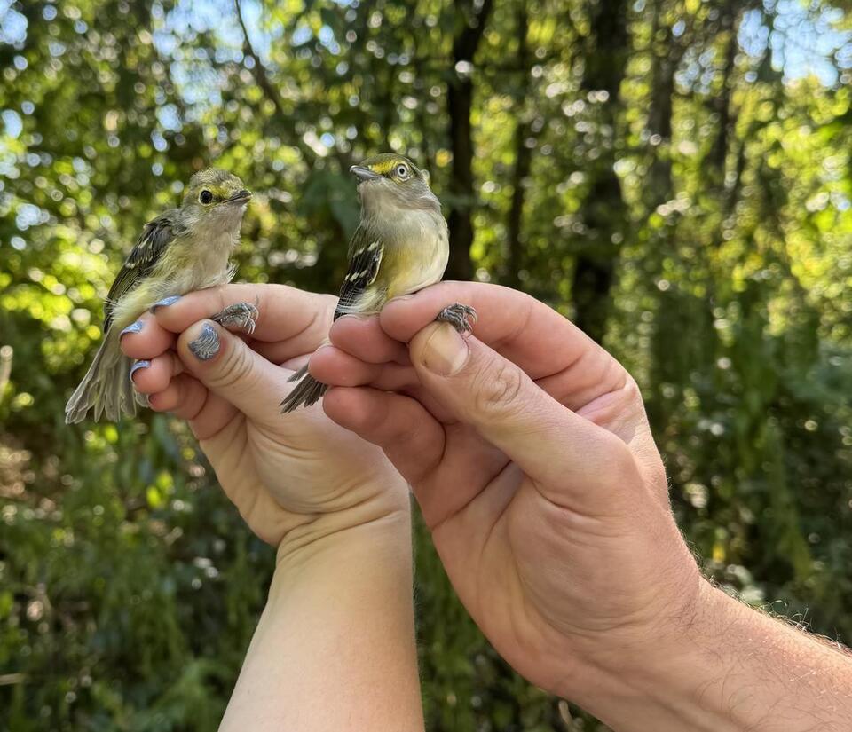 Pittsburgh city birds outnumber suburban and country cousins in this ...