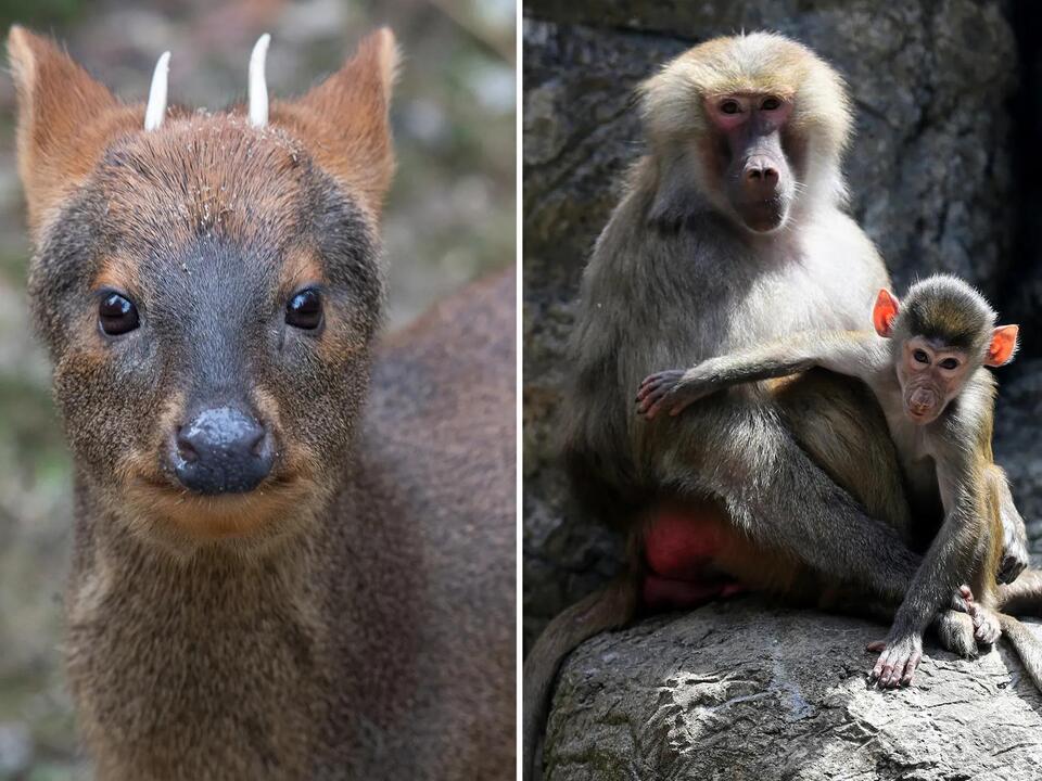 Brooklyn’s Prospect Park Zoo re-opens with adorable new baby animals ...