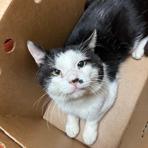 Cats in Need: Could Your Home Be Their New Home in Springfield, MA ...