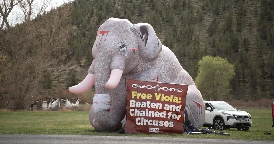 Animal rights protest targets circus in Prineville - NewsBreak