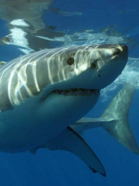 Great White Shark Diet - NewsBreak