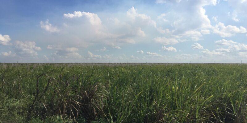 Everglades Restoration Plan Announced, ‘Blue Shanty Way Flow Project ...