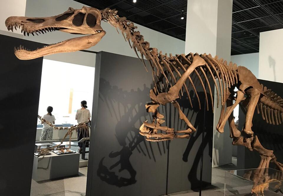 Cathy Forster: The Paleontologist Revealing the Origins of Flight ...