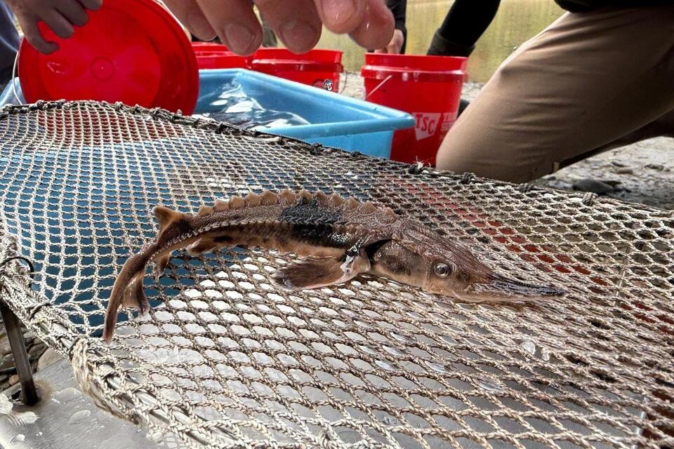 The Massive 'Prehistoric' Fish Making a Comeback in New York - NewsBreak