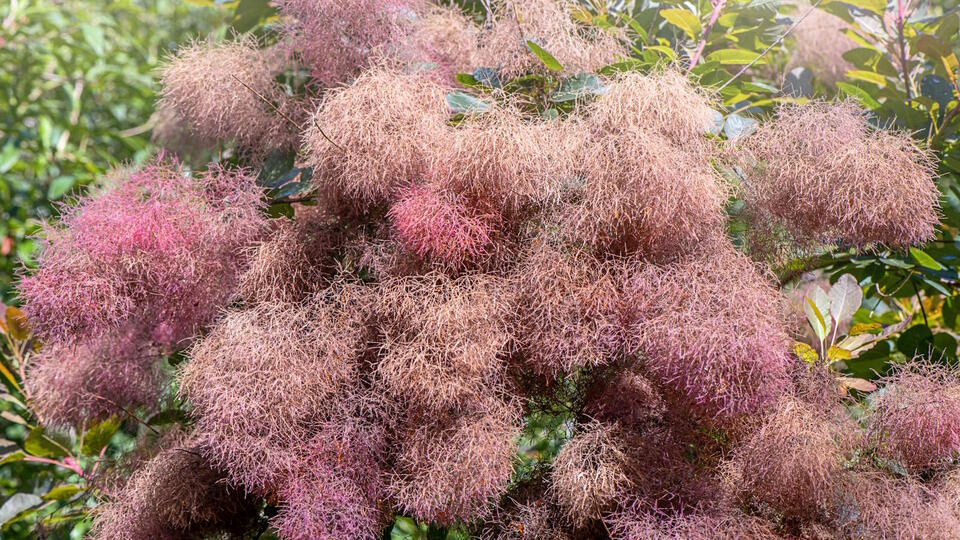 When and how to prune a smoke bush – three methods to try - NewsBreak