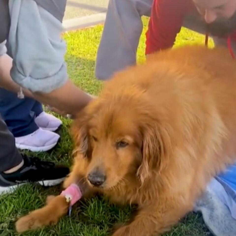 Golden Retriever Who Could Barely Stand Undergoes An Incredible ...