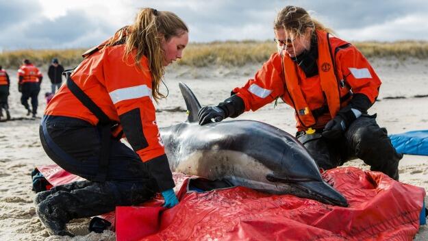 Massachusetts officials: “Largest mass stranding event in our history ...