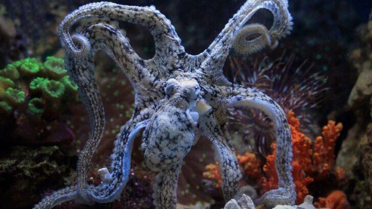 Octopuses That Problem-Solve in Isolation May Be Running Inner ...