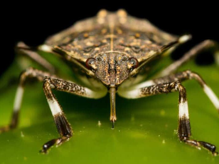 5 Bugs That Look Like Stink Bugs (Including 1 That’s Dangerous)