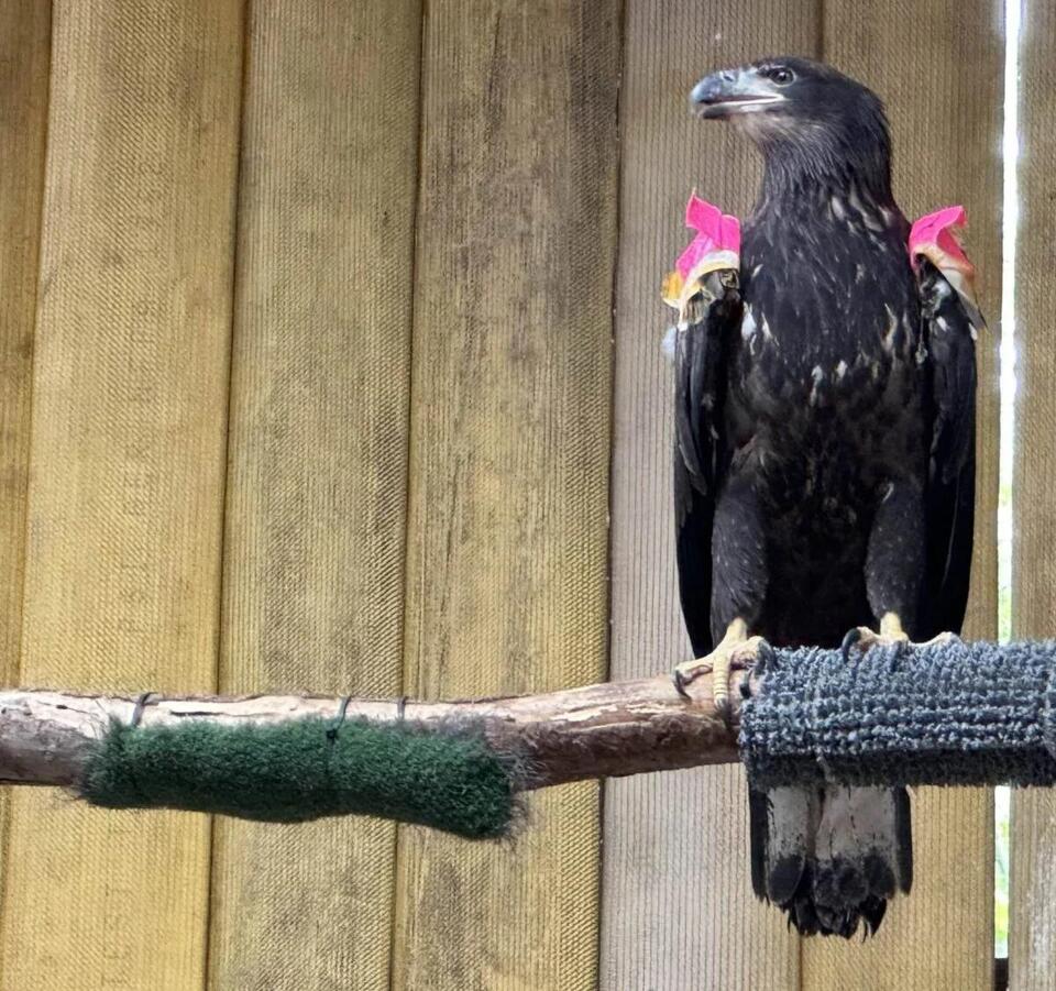 Rehabilitated Bald Eagle to be released at Kiptopeke State Park today ...