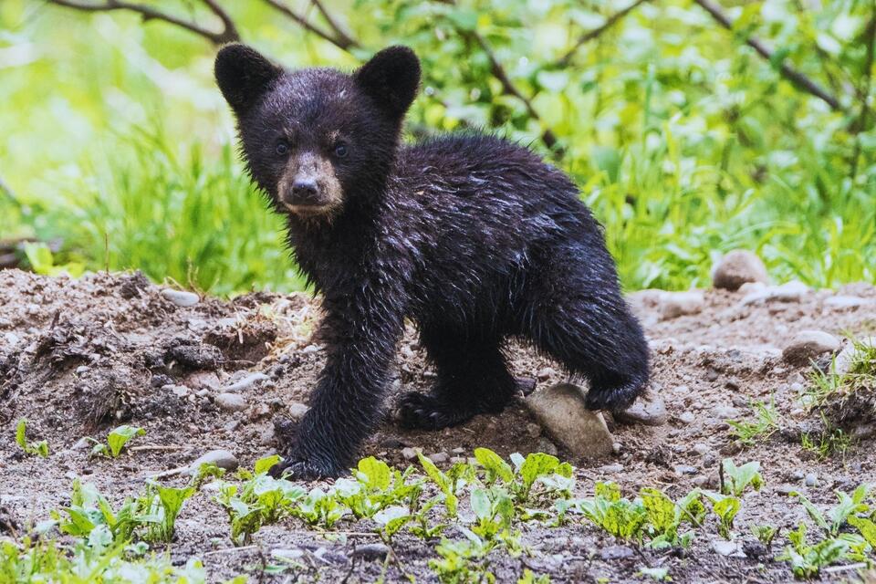 Black Bear Sightings Are Rising Across Texas - NewsBreak