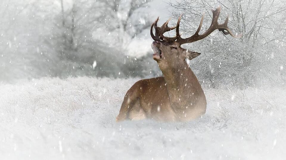 10 Extraordinary Capabilities of Reindeer That Make Them Perfect for ...