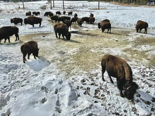 Denver to transfer 34 yearling bison to Native tribes - NewsBreak