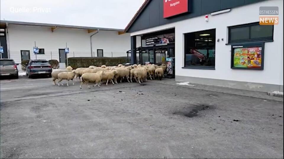 Watch: 50 sheep escape shepherd, walk into grocery store - NewsBreak