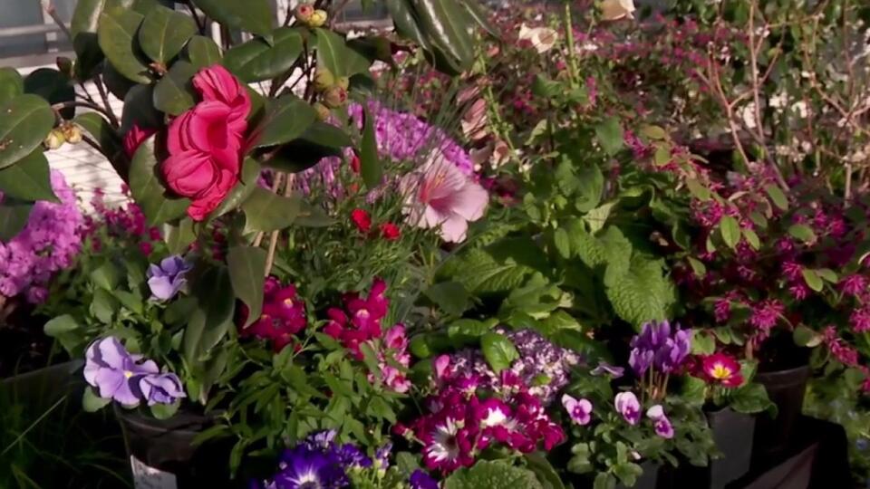 New blooms at Como Conservatory Winter Flower Show - NewsBreak