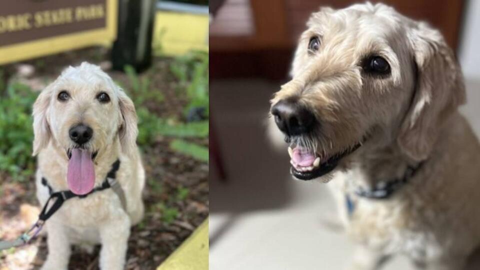 Senior Goldendoodle Max needs a new forever home after owner sadly ...
