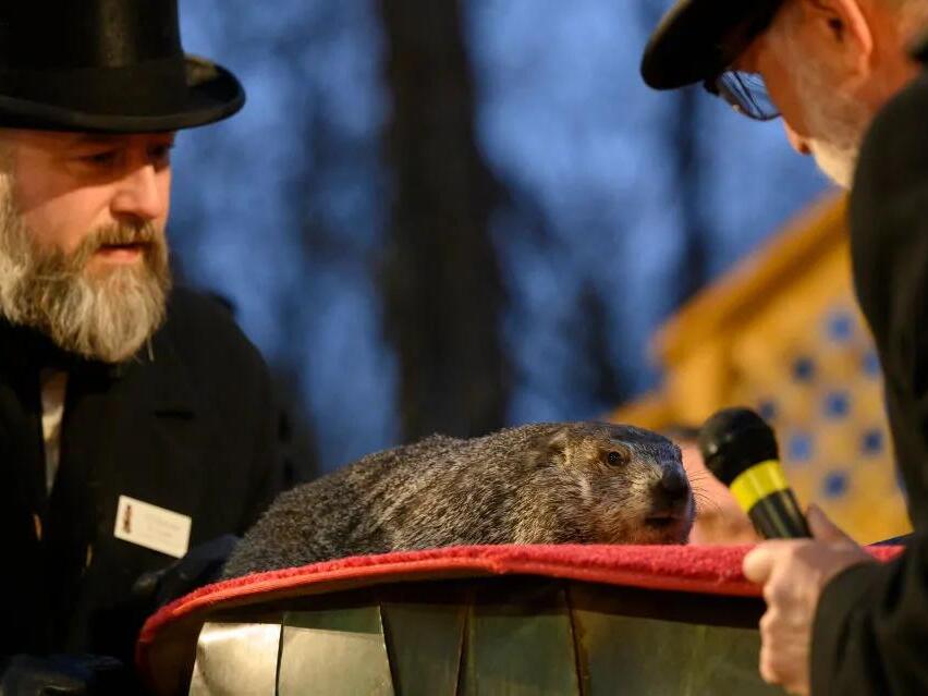 Punxsutawney Phil and Phyllis welcome two baby groundhogs