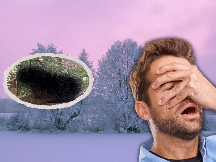 Look Out, Kentucky, We’ve Spotted a Jet Black Woolly Worm