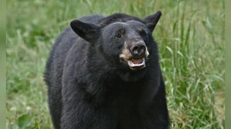 Efforts To Trap Bear Involved In Recent Wisconsin Attack Have Now ...