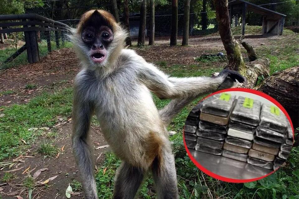 Spider Monkey and Nearly $1 Million in Drugs Seized Along Texas Border ...