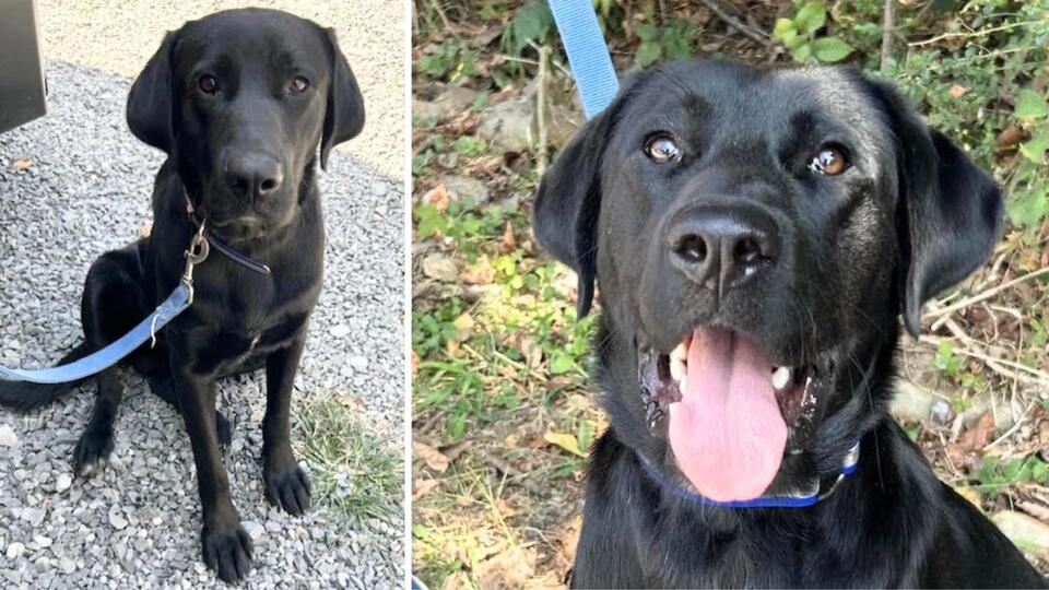 Rescuers Can't Understand How This Remarkable Dog Ended Up Homeless ...