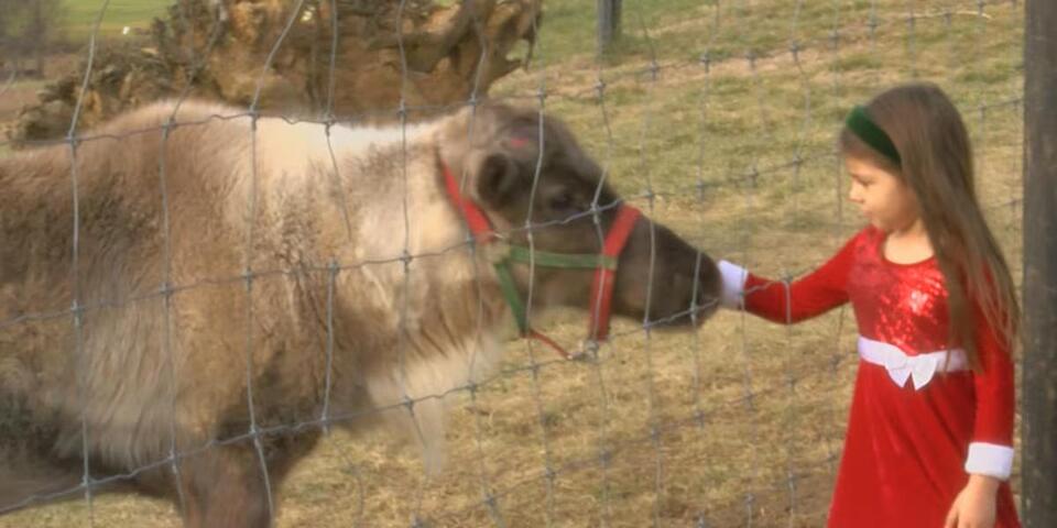 Santa’s Reindeer Ranch offers tours throughout the holiday season ...