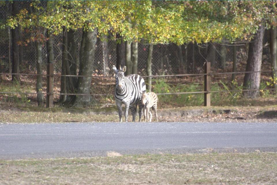 Jackson’s Six Flags welcomes three newborn zebras this fall - NewsBreak