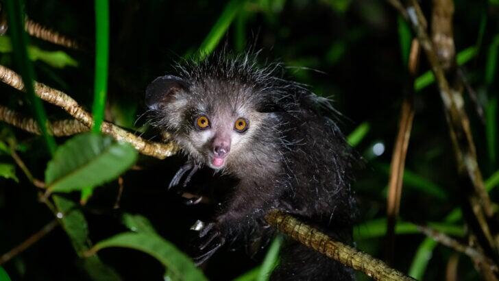 13 Creepy Creatures That Come Out Only at Night - NewsBreak