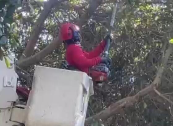 (Video) A Plus Tree LLC: Leaders in Professional Tree Care for Homes ...