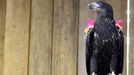 Wildlife Center of Virginia to release young Bald Eagle at Kiptopeke ...