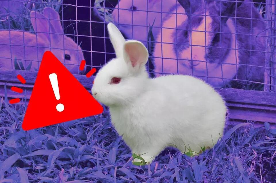 What is Rabbit Fever and Why is it Becoming an Issue in The U.S ...