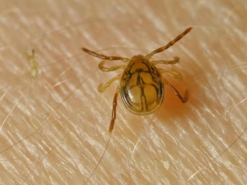 Steps to survive ‘pretty active’ tick season in Georgia, South Carolina