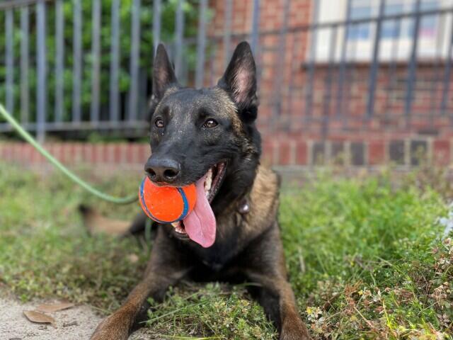 VBSO welcomes new K9 unit with first-ever female handler - NewsBreak